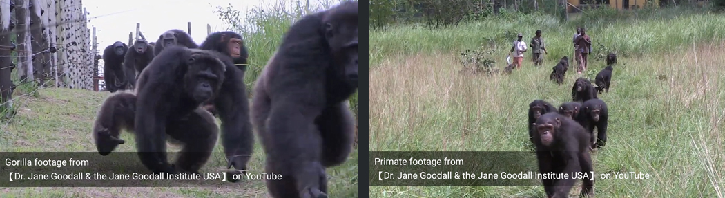 The Making of 3D Gorilla Animations: Capturing the Beast in Motion ...
